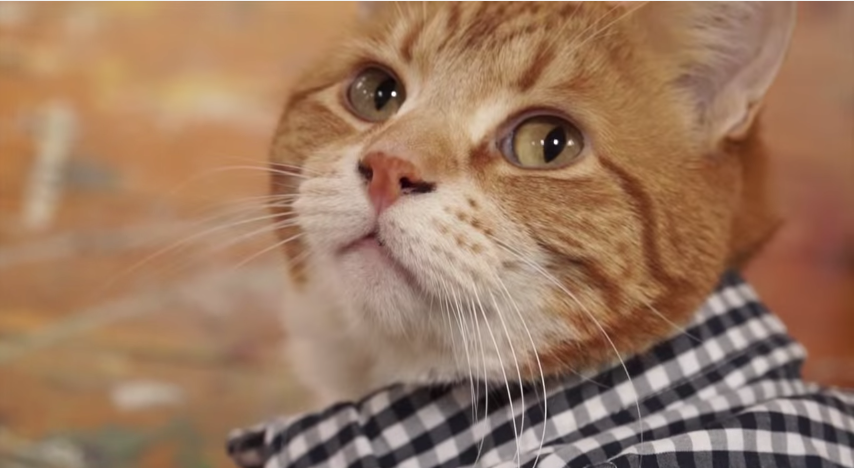 ¡Felices 7 Keyboard Cat!