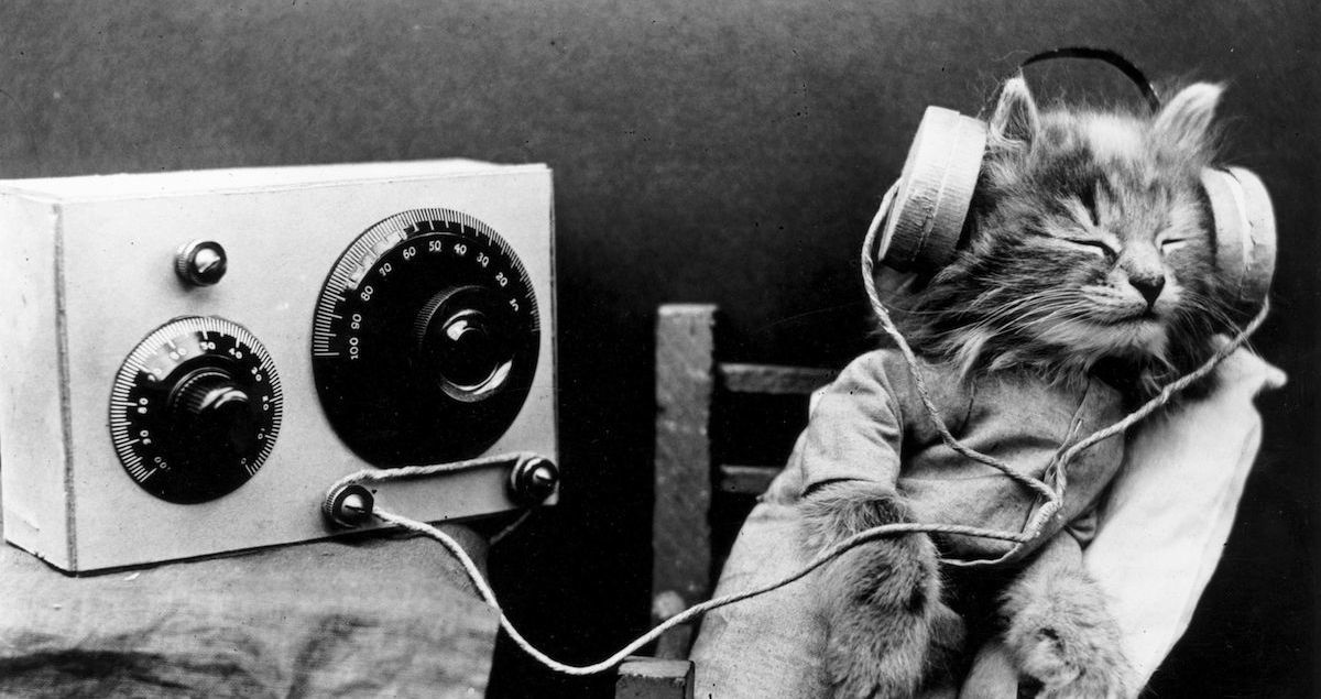 Ahora hay música creada especialmente... para tus gatos