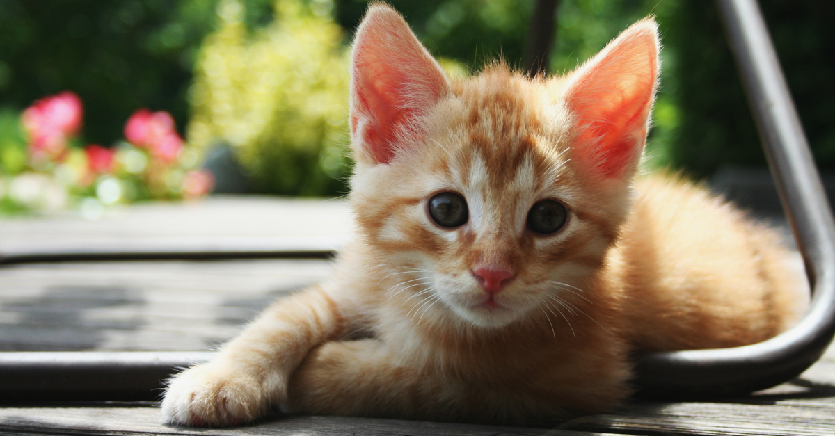 Video del gatito más valiente del mundo derretirá tu corazón