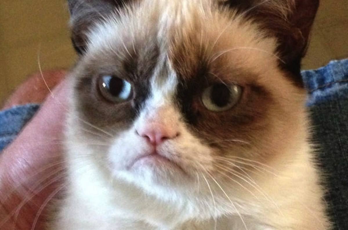 Fallece Grumpy Cat, la famosa gatita malencarada de Internet
